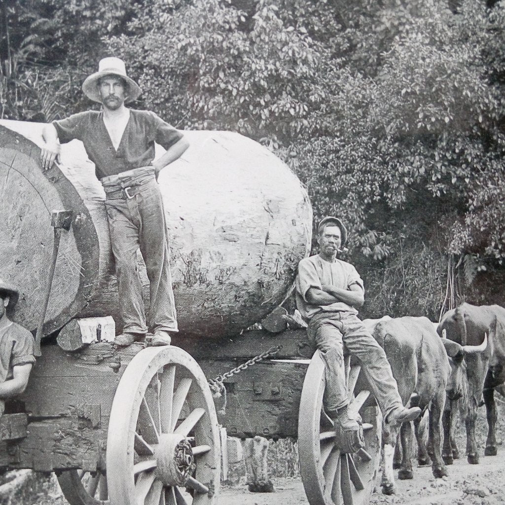 Historical New Zealand Photograph of Kauri Logging Hokianga – French ...